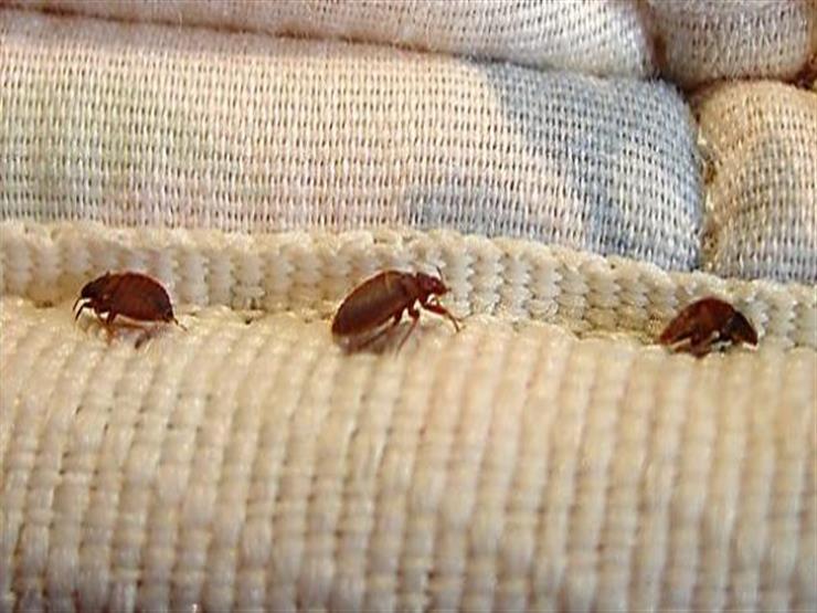 What Is A Bed Bug How To Get Rid Of Bed Bugs Echo Of The Nation Blog What Is A Bed Bug How To Get Rid Of Bed Bugs Echo Of The Nation Blog