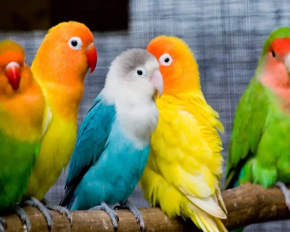 The Names Of The Types Of Birds With Pictures And The Name And What
