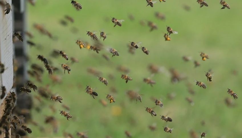 Ano ang interpretasyon ng lumilipad na mga insekto sa isang panaginip ...